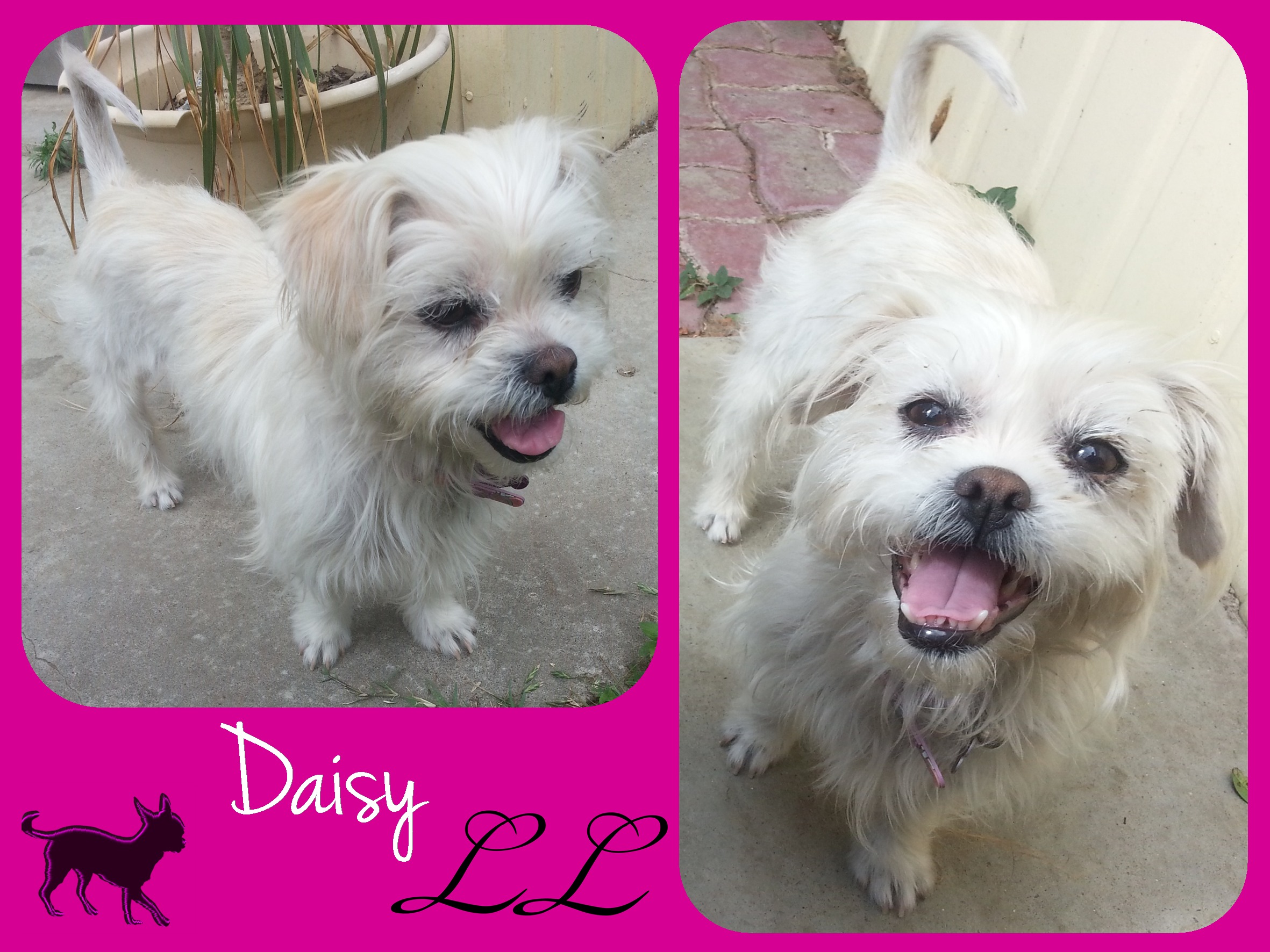 Daisy - Small Female Maltese Mix Dog in QLD - PetRescue
