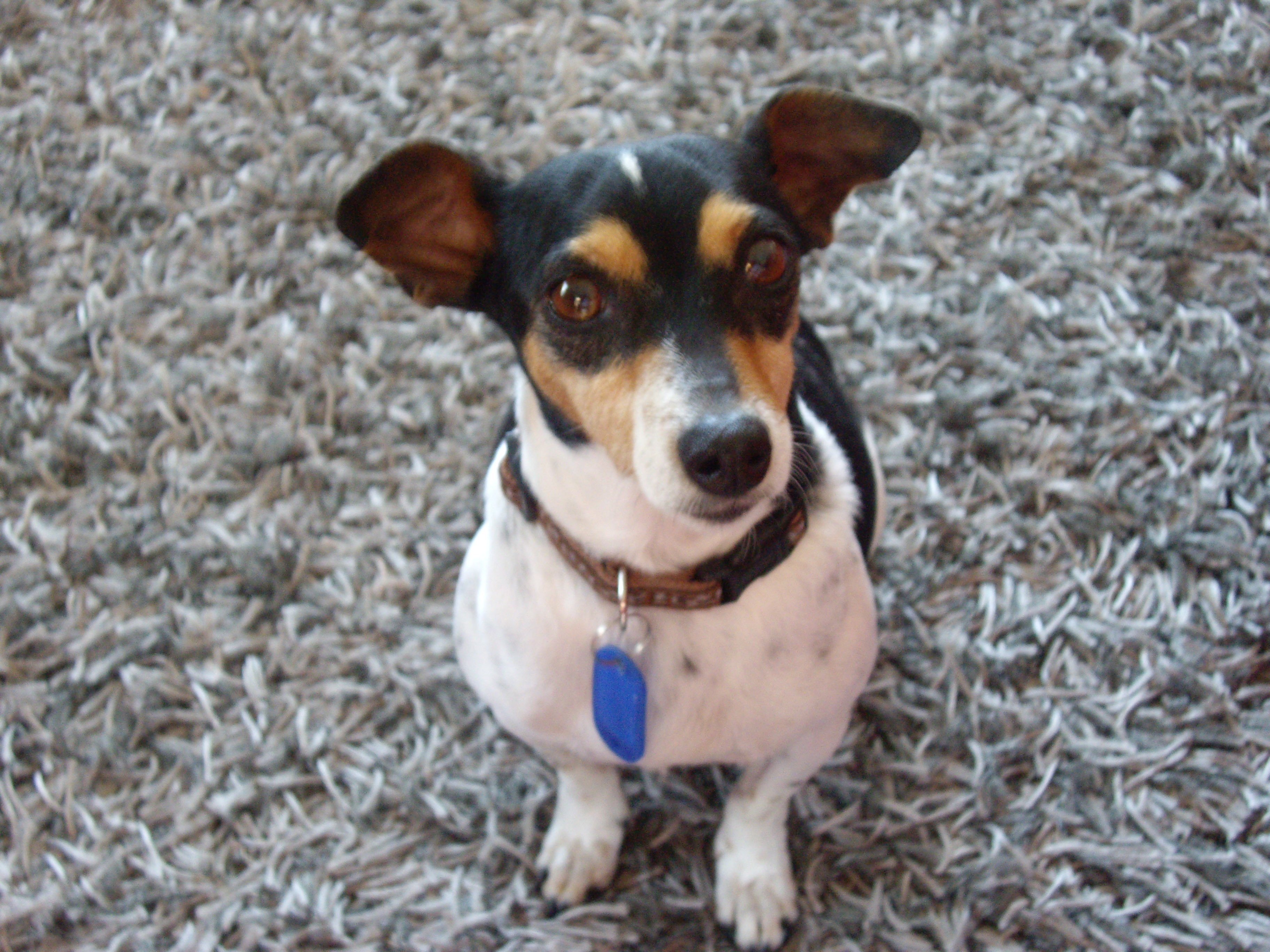 Daisy - Small Female Dog in QLD - PetRescue