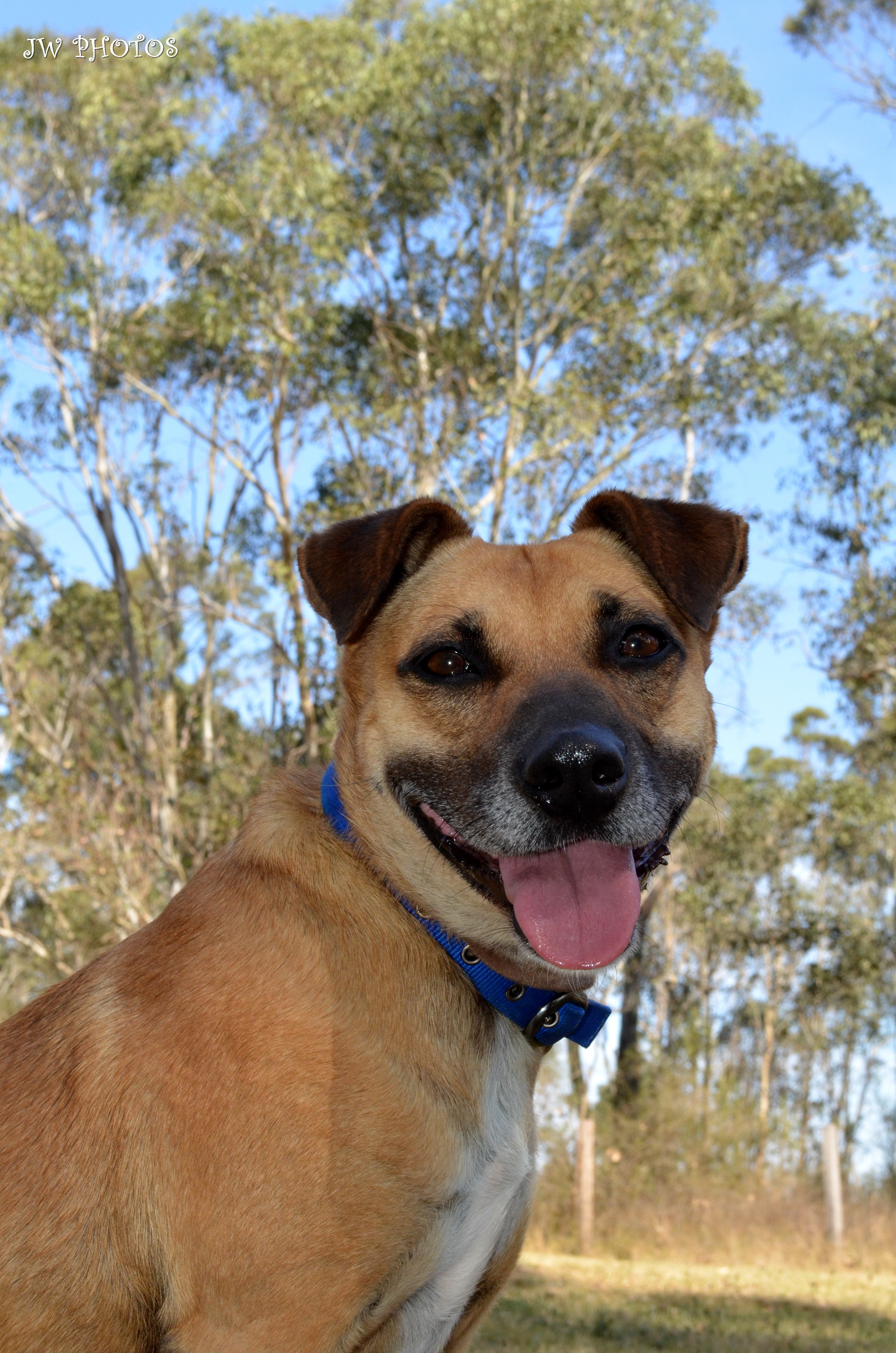 Hope - Medium Female Plummer Terrier Mix Dog in NSW - PetRescue