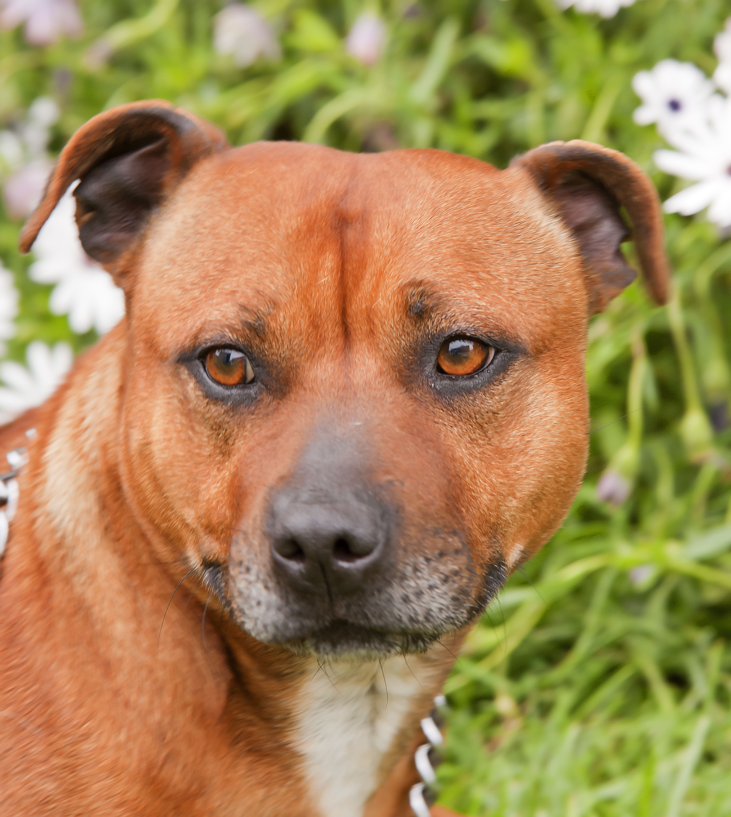 Abbie ID9049 - Medium Female Staffordshire Bull Terrier Dog in VIC ...