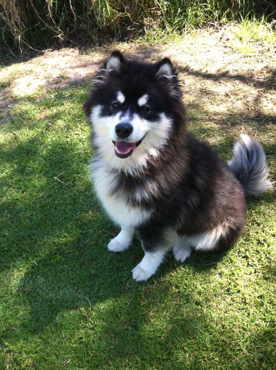 Panda - Large Female Alaskan Malamute Dog in NSW - PetRescue