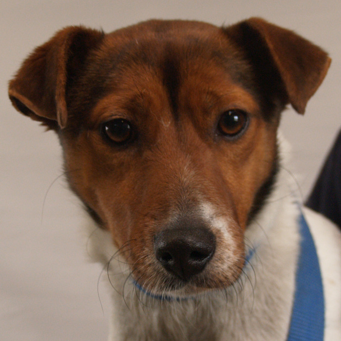 Jax - Small Male Dog in VIC - PetRescue