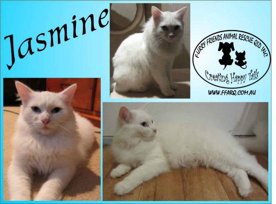 Jasmine - Female Domestic Long Hair Cat in QLD - PetRescue