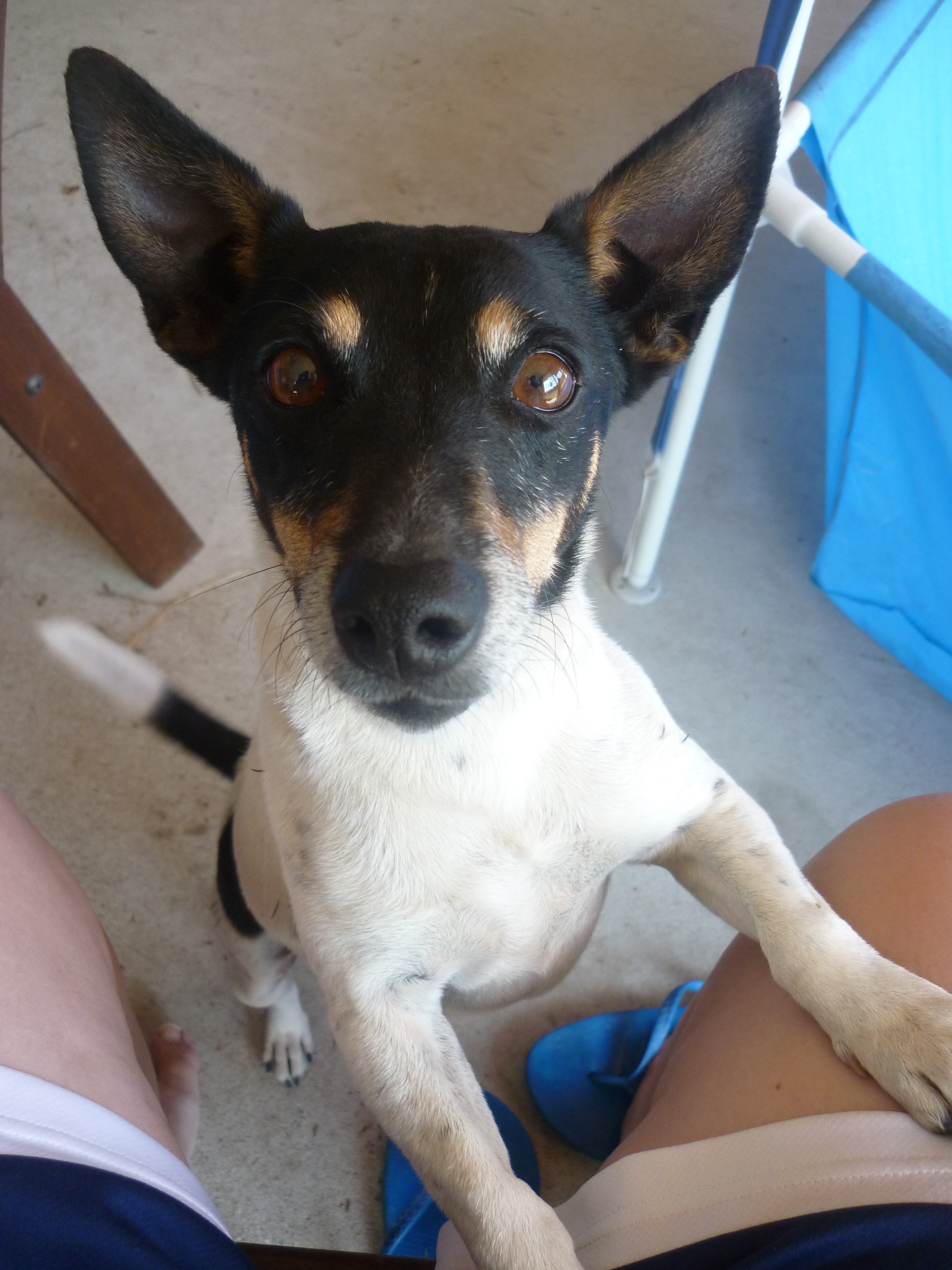 Ruddy - Small Male Miniature Fox Terrier Dog in QLD - PetRescue