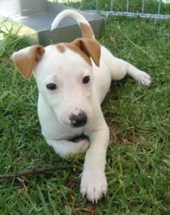 Rascal - Small Male Jack Russell Terrier x Staffy Mix Dog in VIC ...