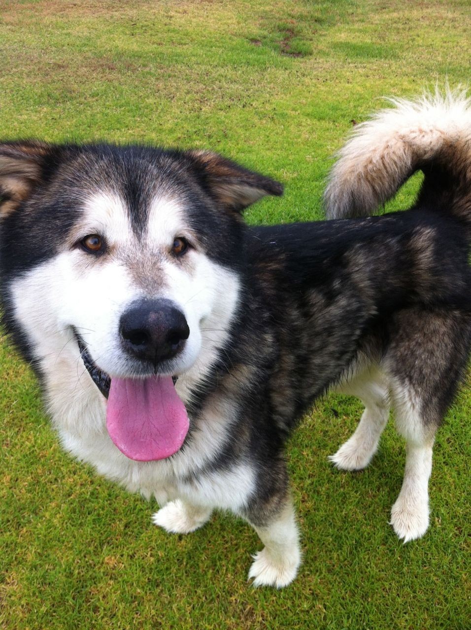 Jin - Large Male Alaskan Malamute Dog in NSW - PetRescue