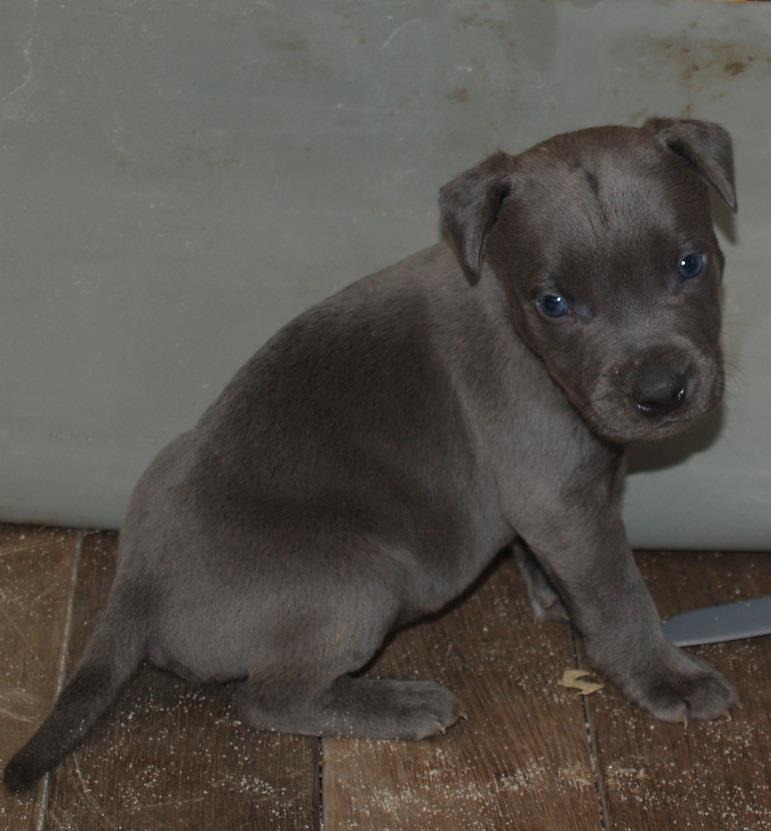 Merlin - Medium Male Labrador Mix Dog in WA - PetRescue