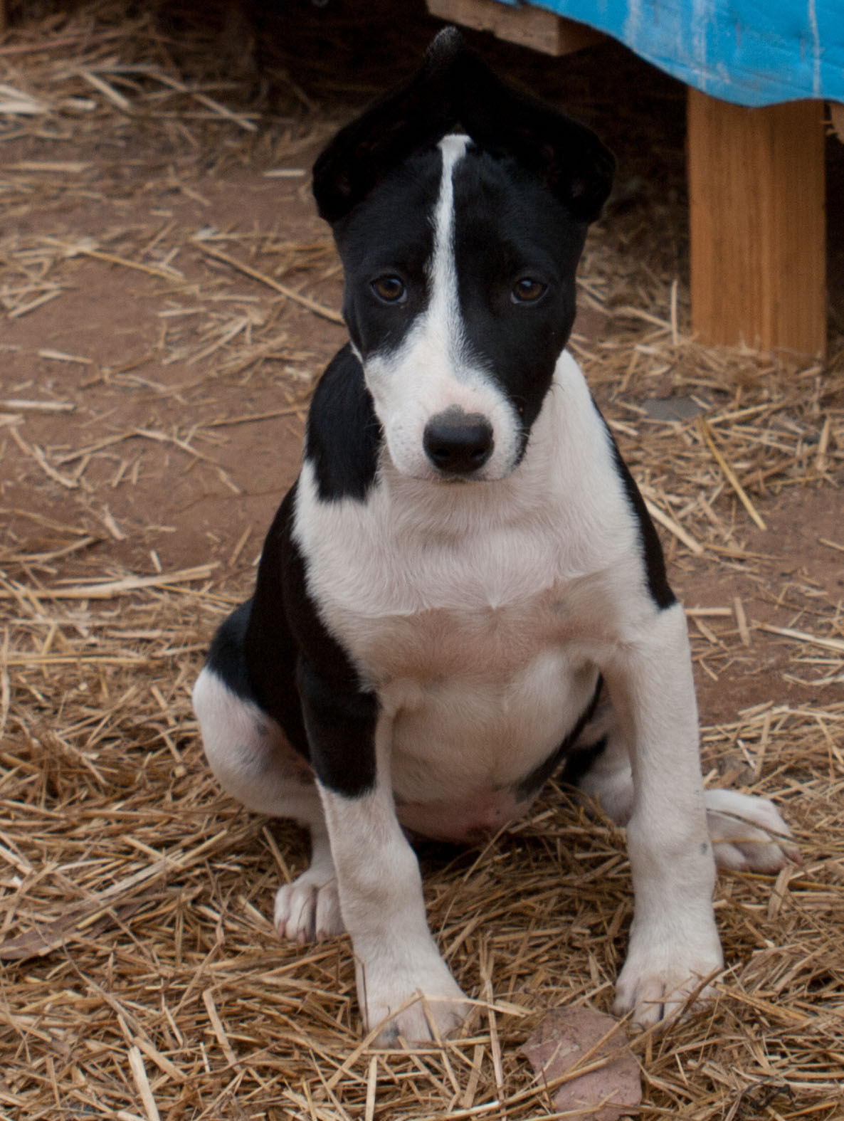 Lorin - Medium Female Bull Terrier Cattle Dog Cross Mix Dog in NSW ...