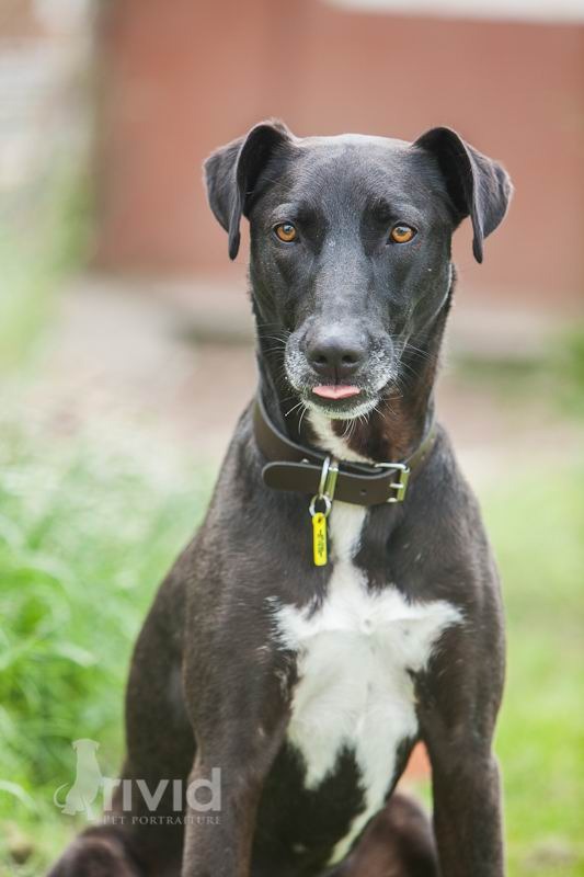 Gypsy - Large Female Greyhound x Labrador Dog in VIC - PetRescue