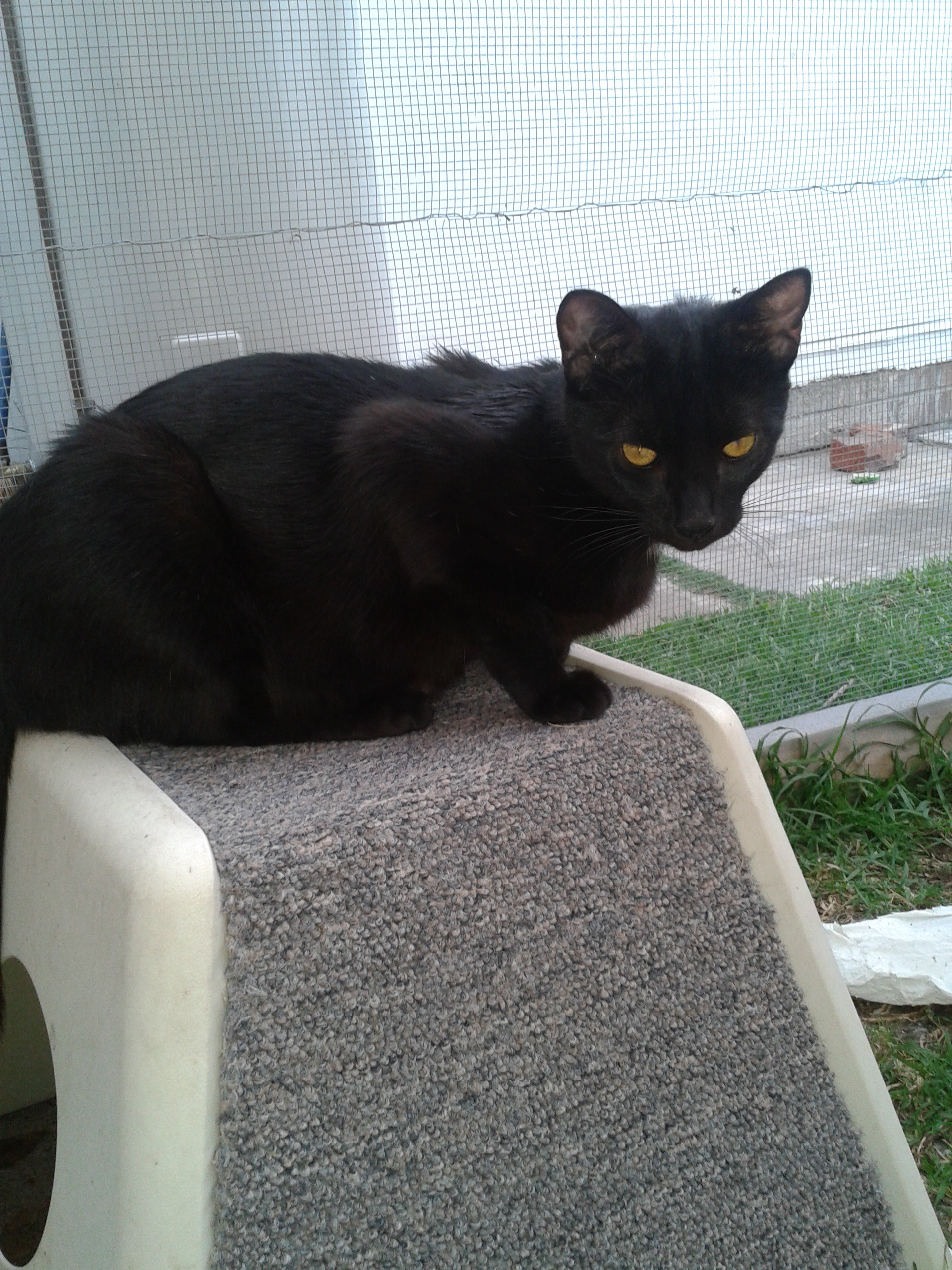 Beauty - Female Bombay Mix Cat in NSW - PetRescue