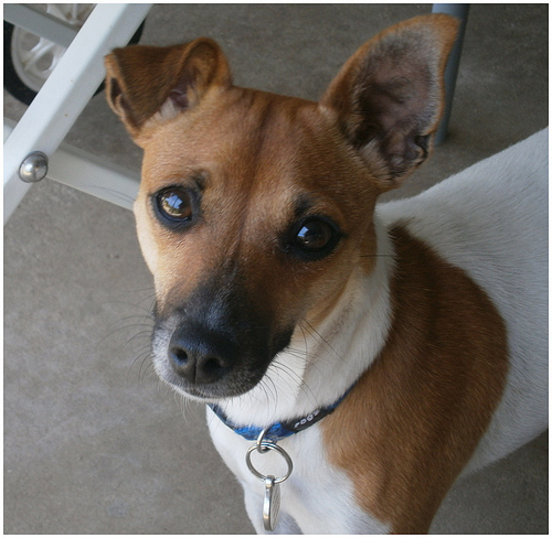 Laney - Small Female Miniature Fox Terrier Mix Dog in NSW - PetRescue