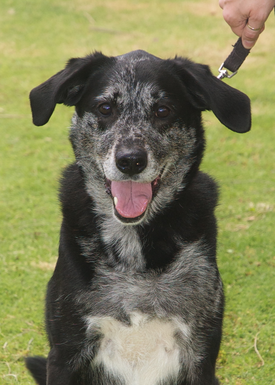 Shibby - Medium Male Labrador x Koolie Mix Dog in WA - PetRescue