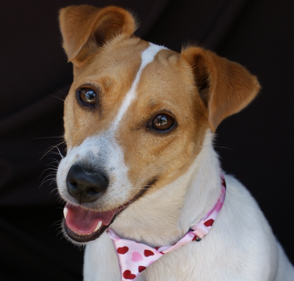 Peggy - Small Female Dog in NSW - PetRescue