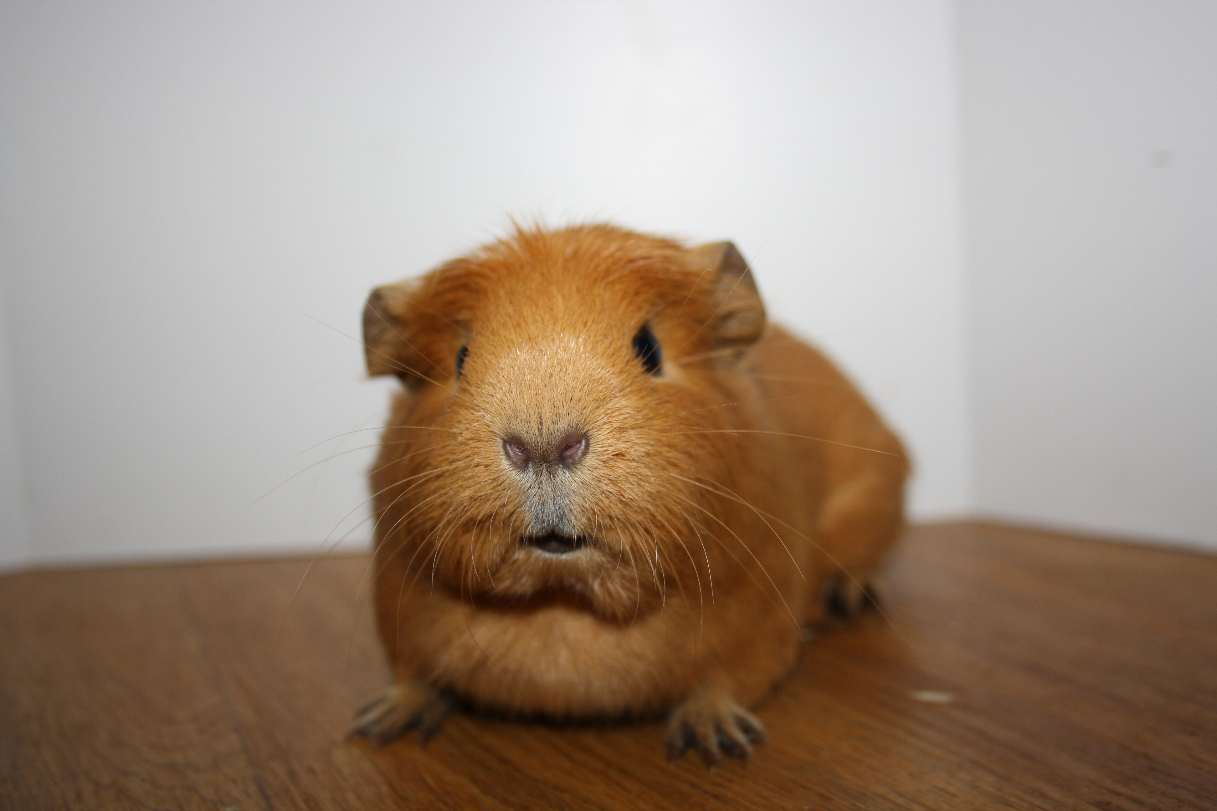 Ginger - Female Short-hair Crested Mix Guinea Pig in QLD - PetRescue
