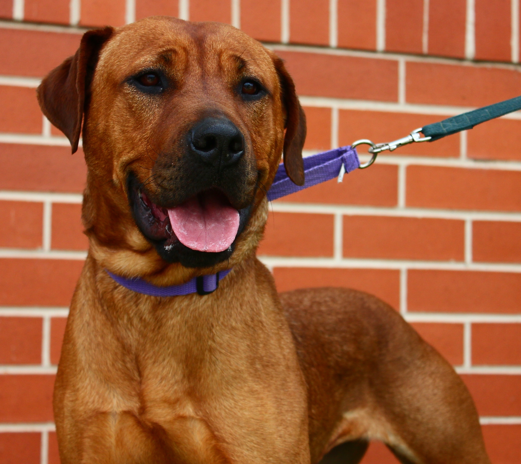Mystery - Large Female Rhodesian Ridgeback Dog in ACT - PetRescue