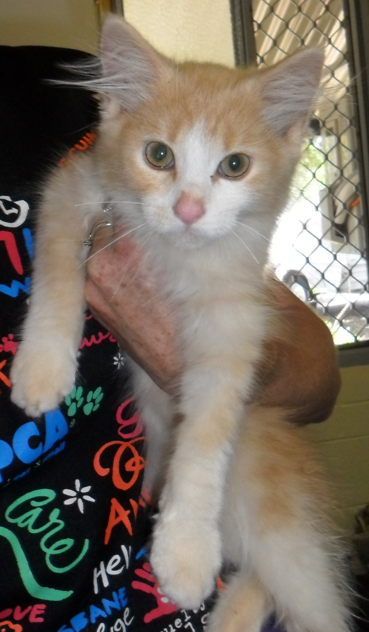 Manax - Male Manx Cat in QLD - PetRescue