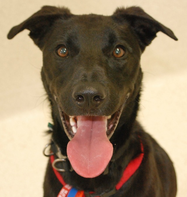 Lucy - Large Female Greyhound x Labrador Retriever Dog in QLD - PetRescue