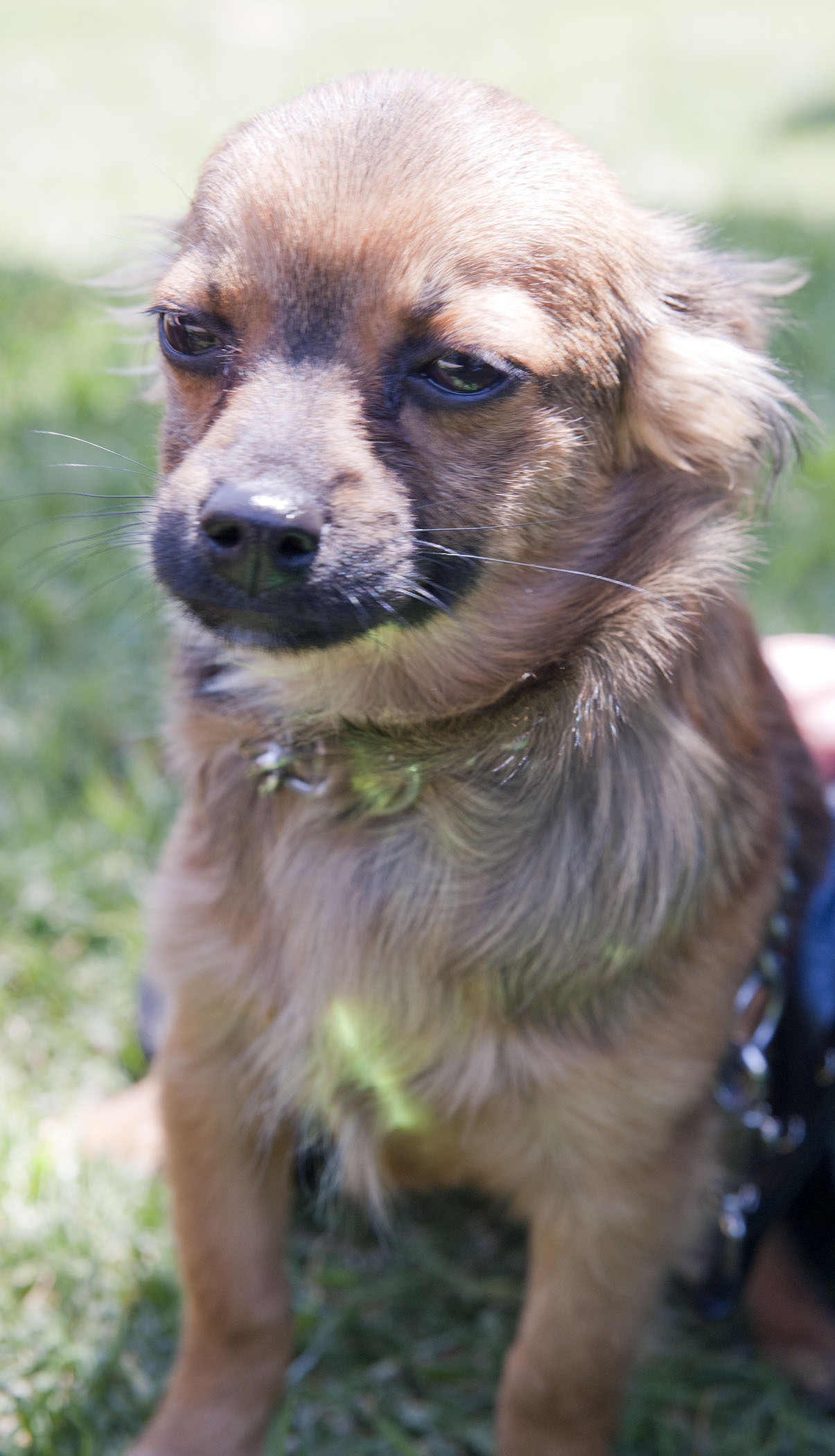 Scruffy ID11217 - Small Male Chihuahua Dog in VIC - PetRescue