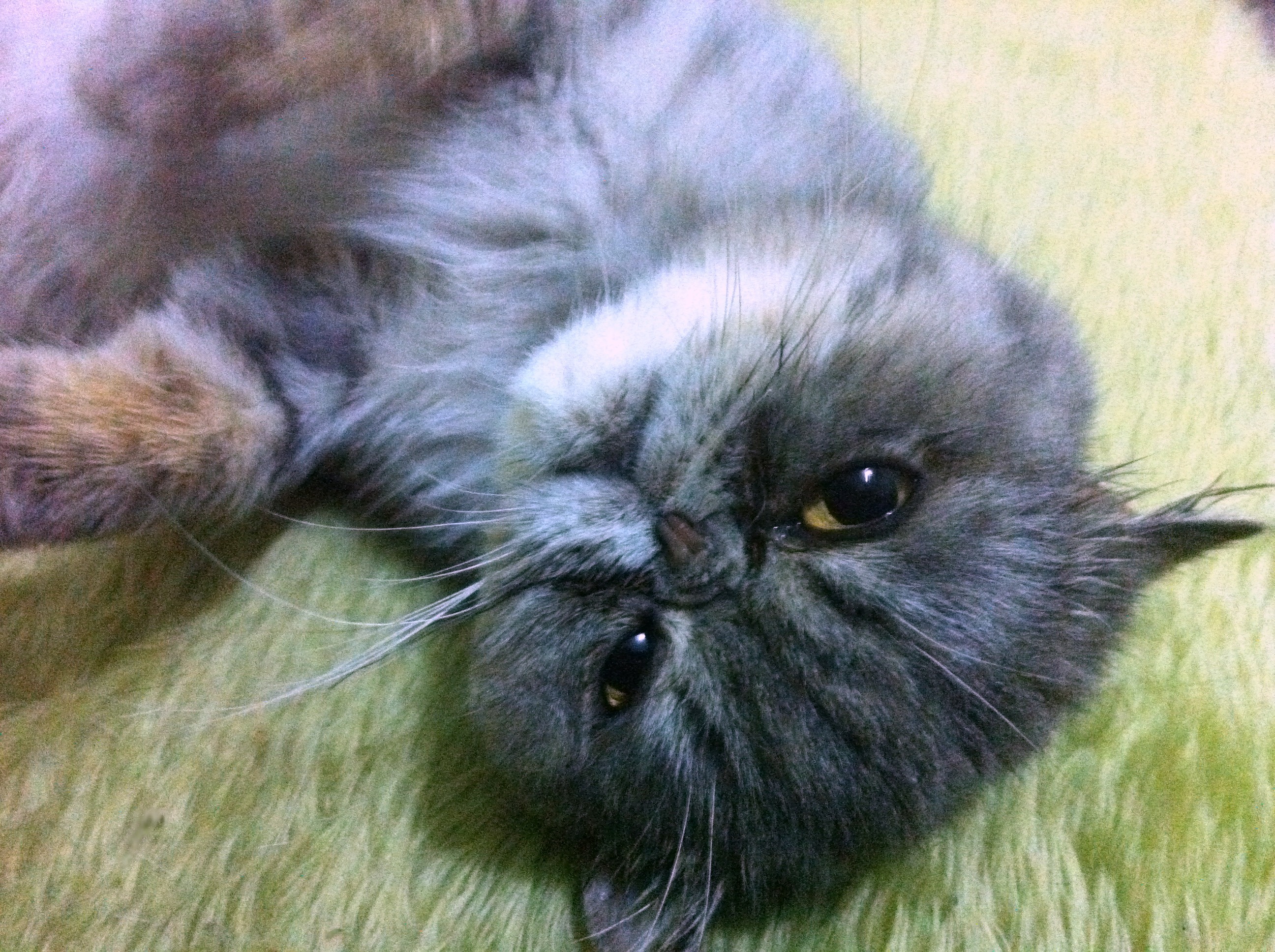 Millicent - Female Exotic Shorthair Cat in VIC - PetRescue