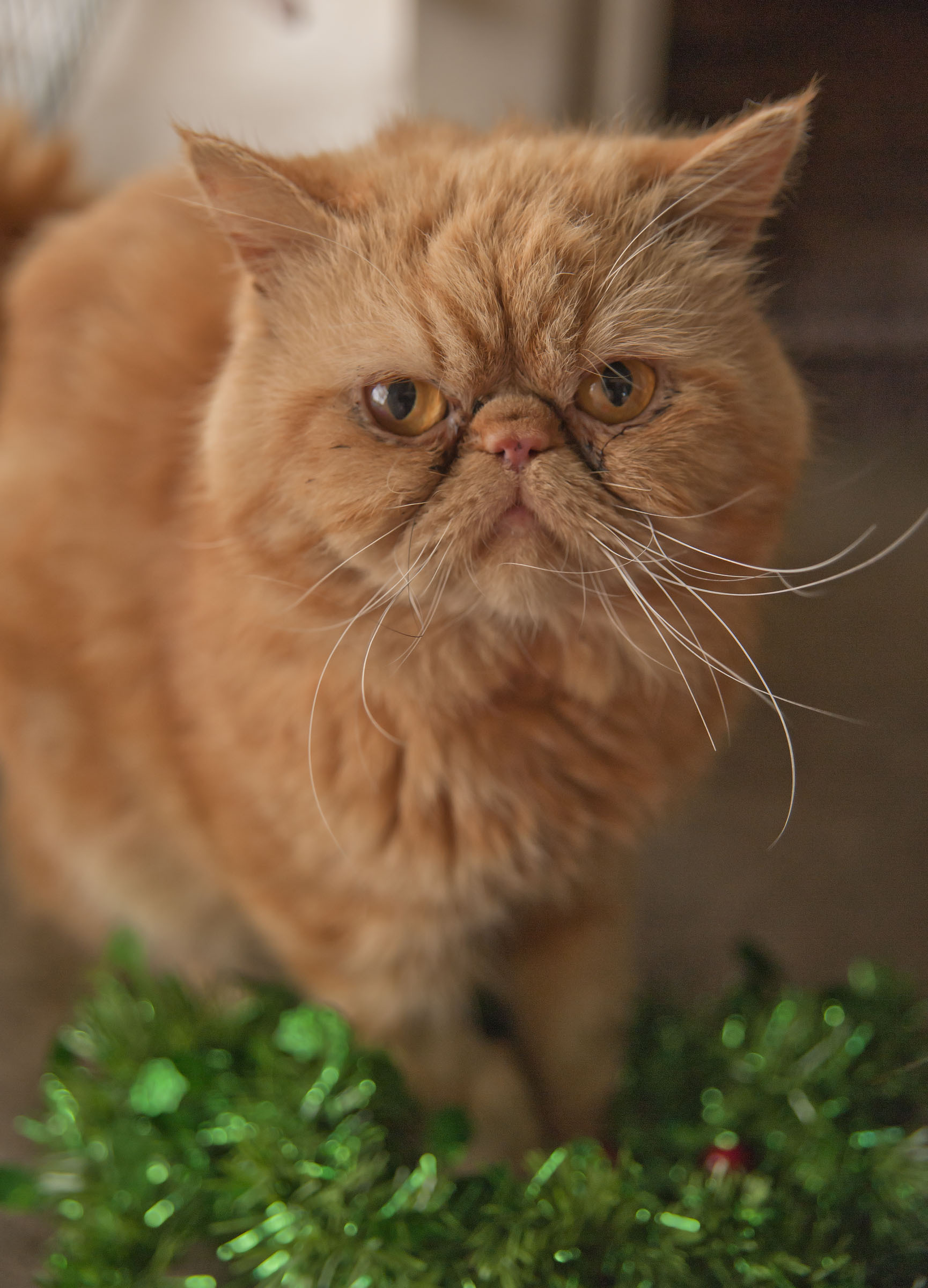 Tiger ID10968 - Male Persian Mix Cat in VIC - PetRescue