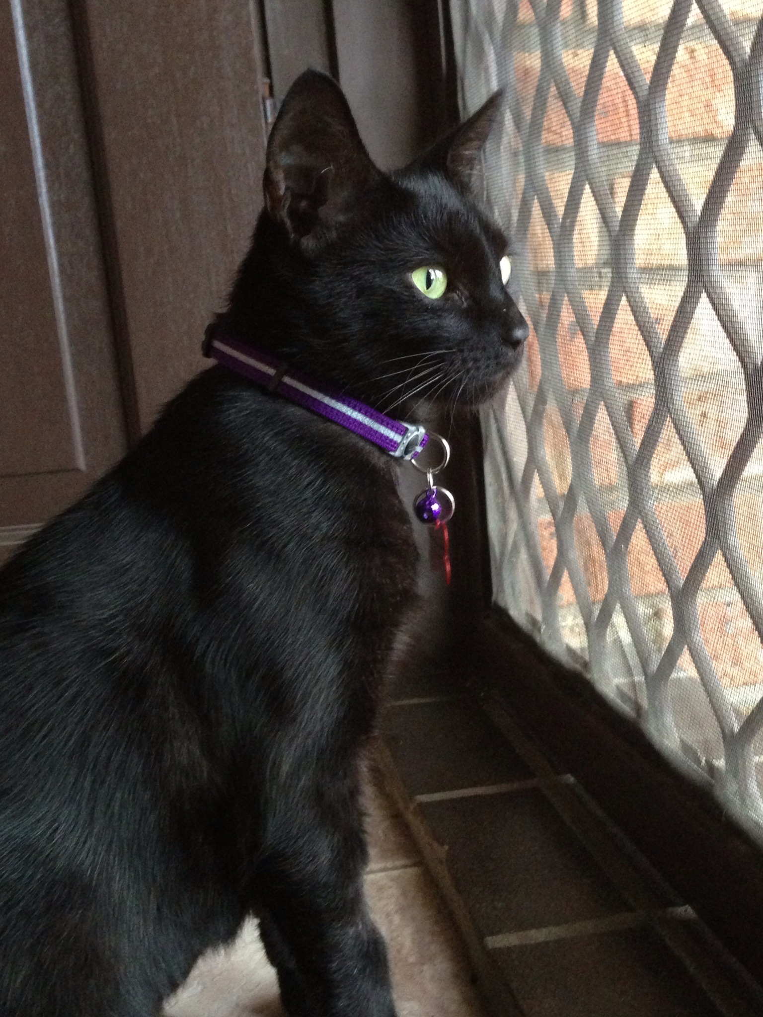 Midnight - Female Cat in NSW - PetRescue