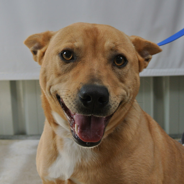 Rosey - Medium Female Red Heeler x Staffordshire Bull Terrier Mix Dog ...