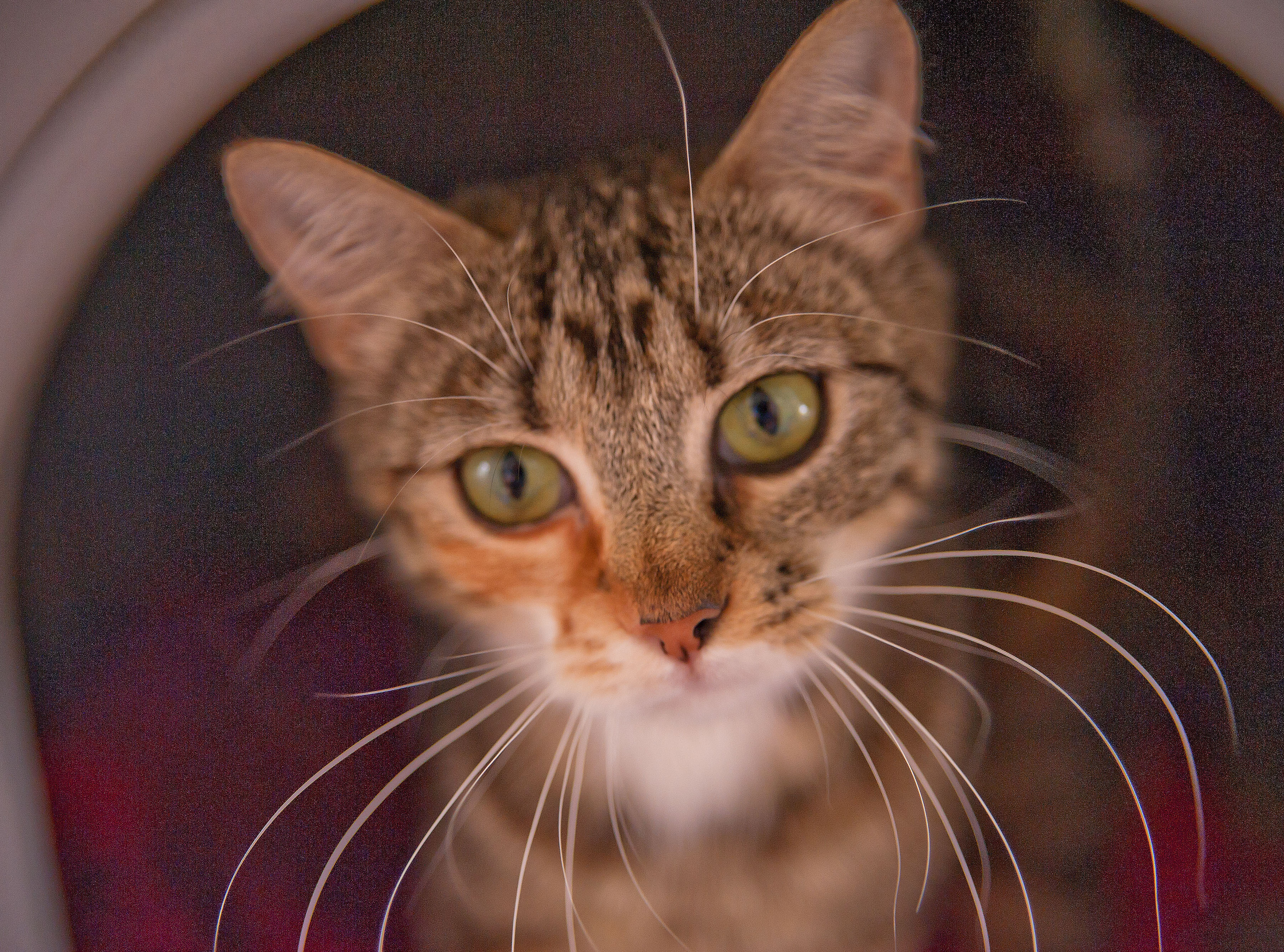 Shelly ID10928. A little lassy. - Female Domestic Short Hair Cat in VIC ...