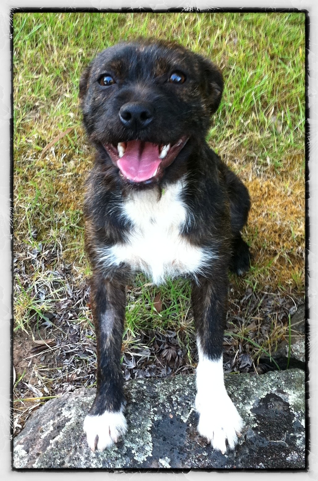 Rascal - Small Female Mix Dog in VIC - PetRescue