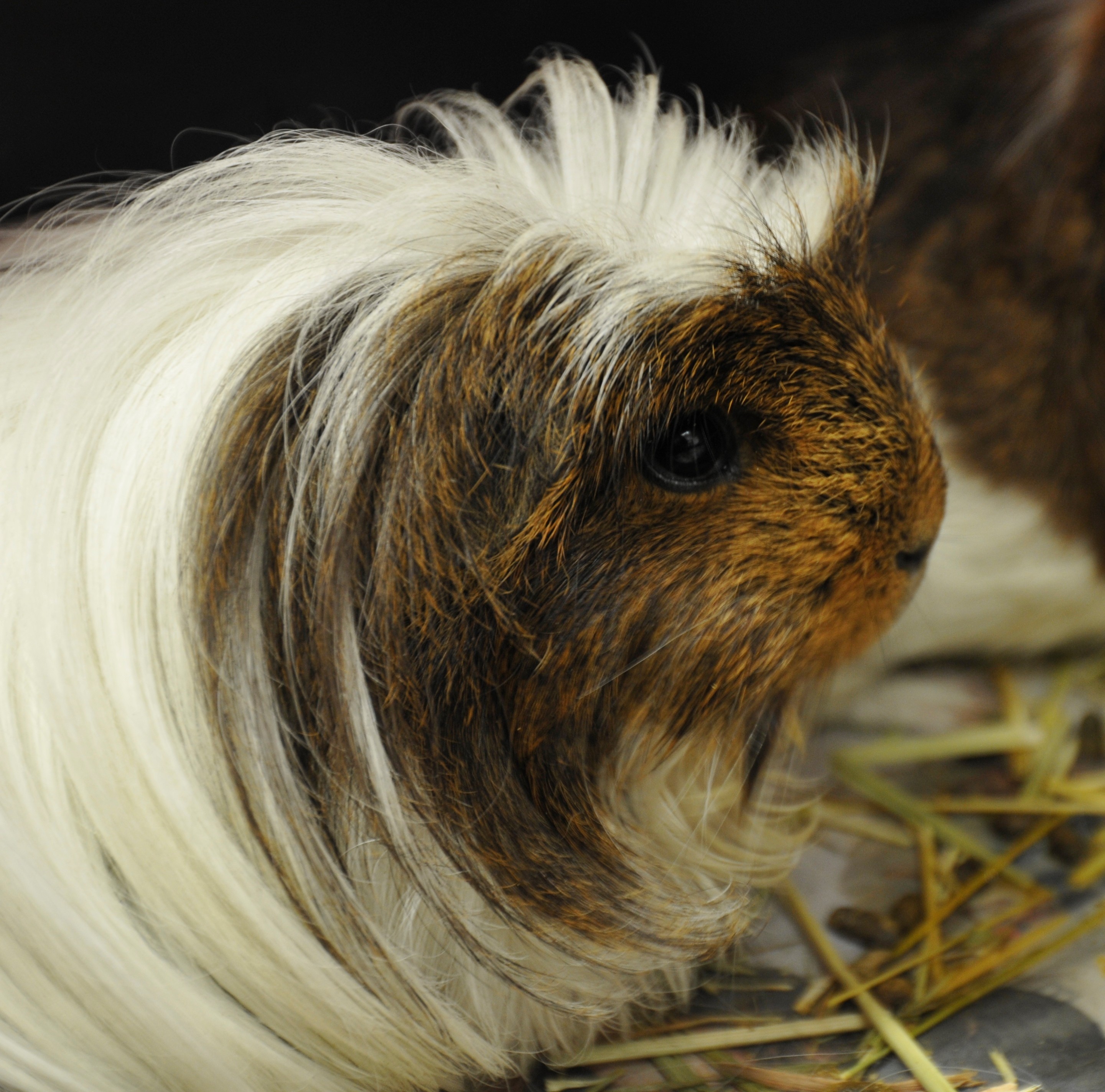 Rocco - Female Long-hair Peruvian (Long Haired) Guinea Pig in QLD ...