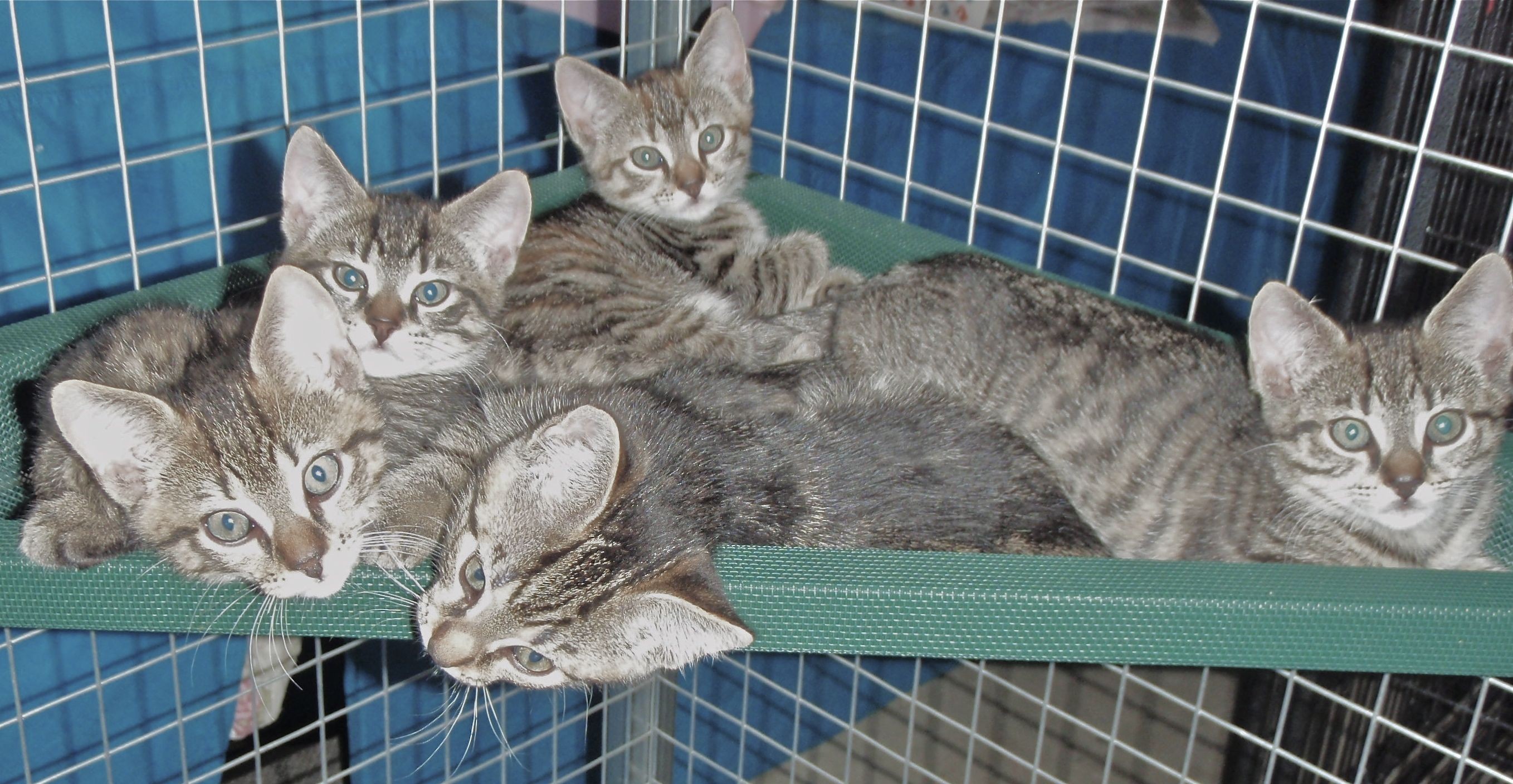 Lancelot ( E945) - Male Cat in NSW - PetRescue