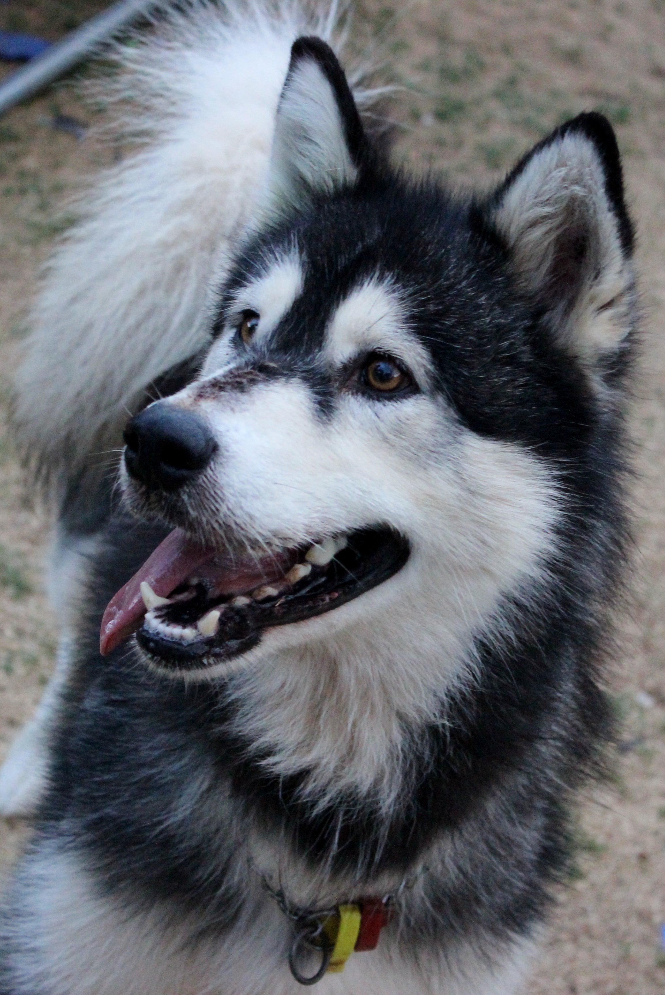 Pagan - Large Male Alaskan Malamute Dog in SA - PetRescue