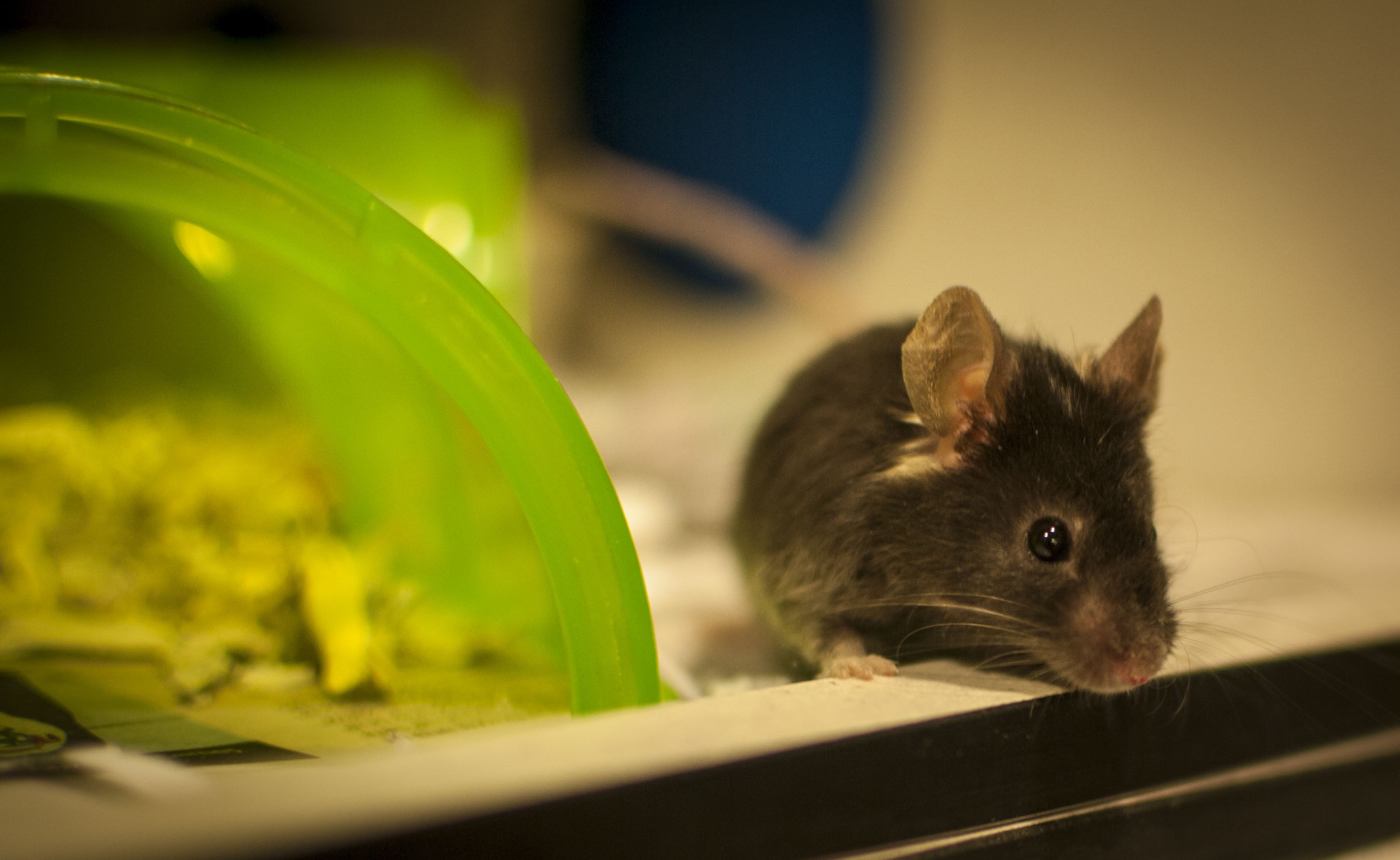 Thor - Male Mouse Rex/Astrex Rodent in QLD - PetRescue