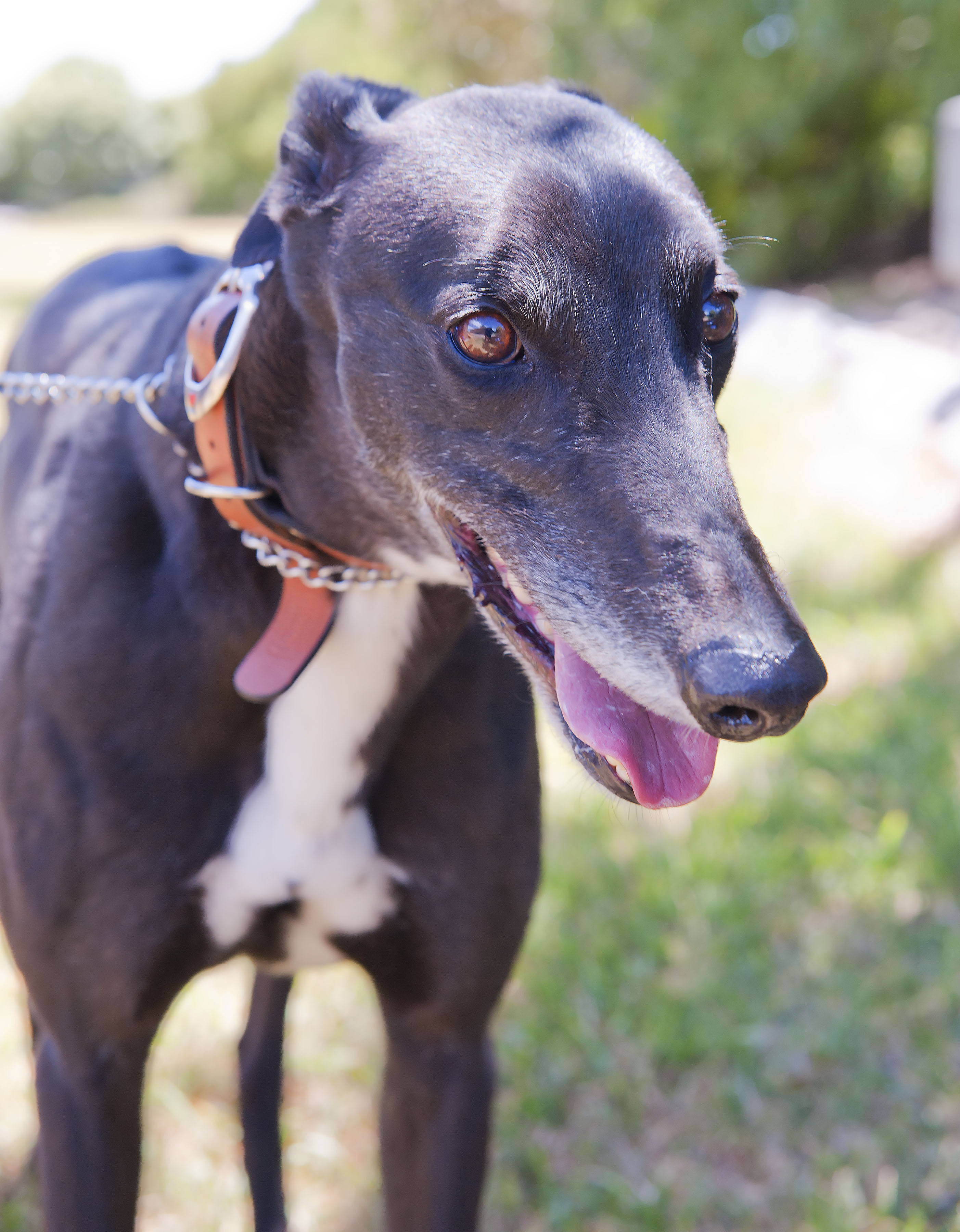 Dasher ID11850 - Large Male Greyhound Dog in VIC - PetRescue