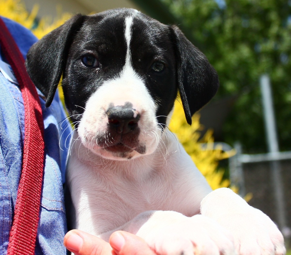 Pebbly - Small Female Pointer Dog in ACT - PetRescue