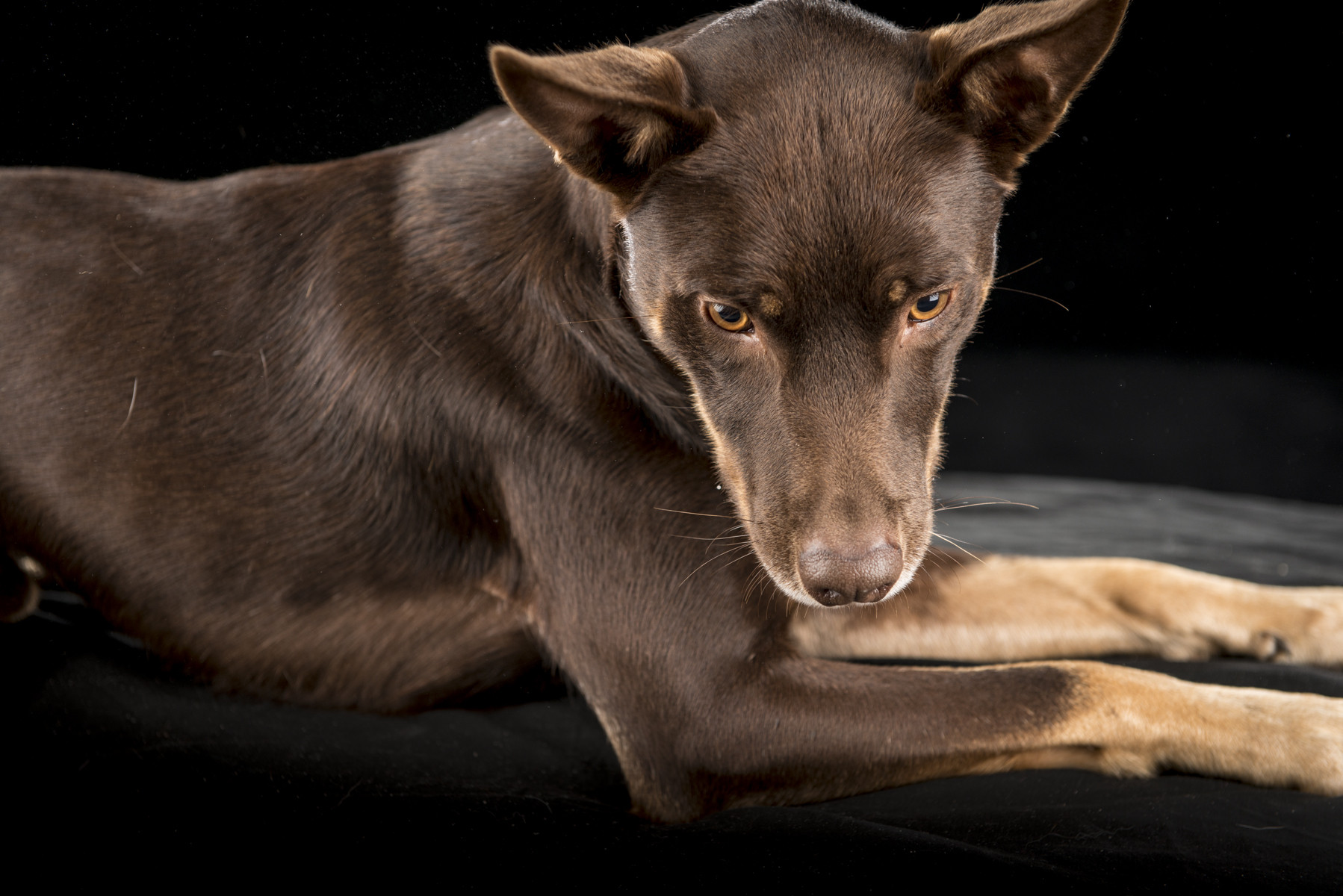 Jett - Medium Male Kelpie Dog in NSW - PetRescue