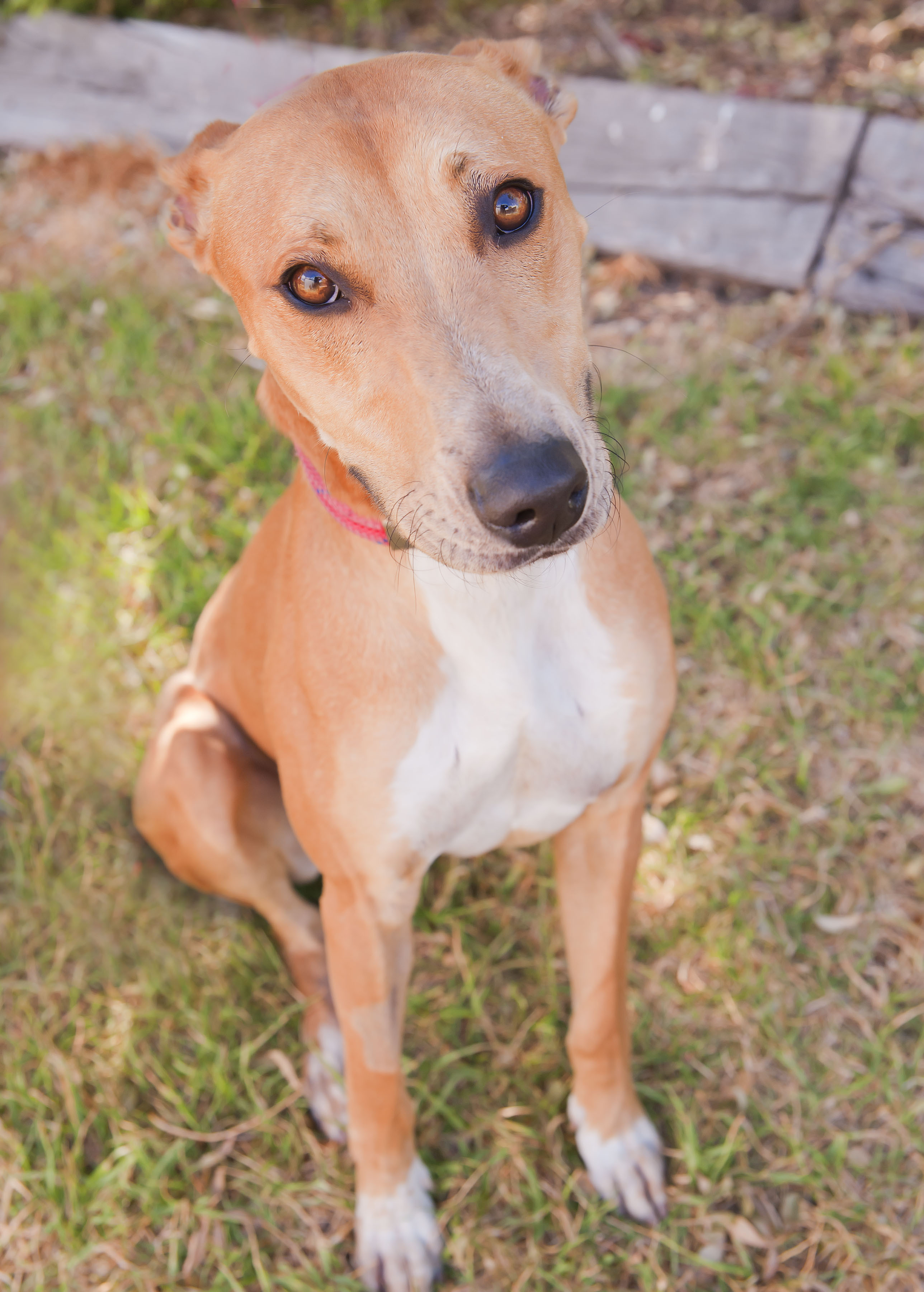 Boss ID10964. Whip it! whippet good. - Large Male Whippet x Greyhound ...