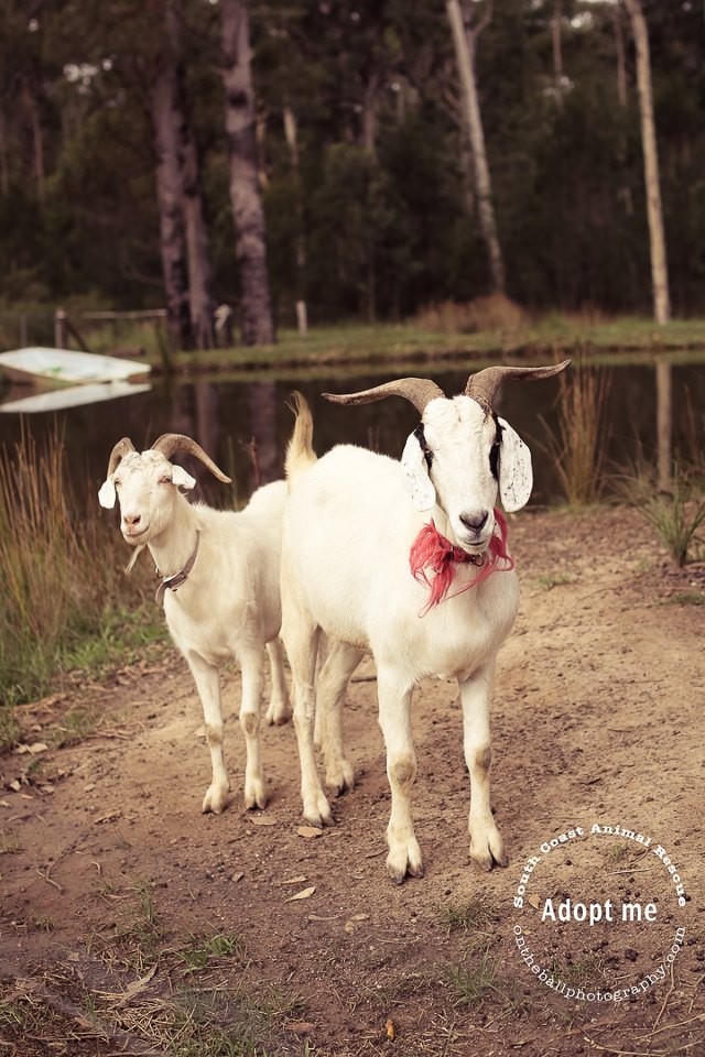 Simon and Mike - Male Mix Goat in NSW - PetRescue