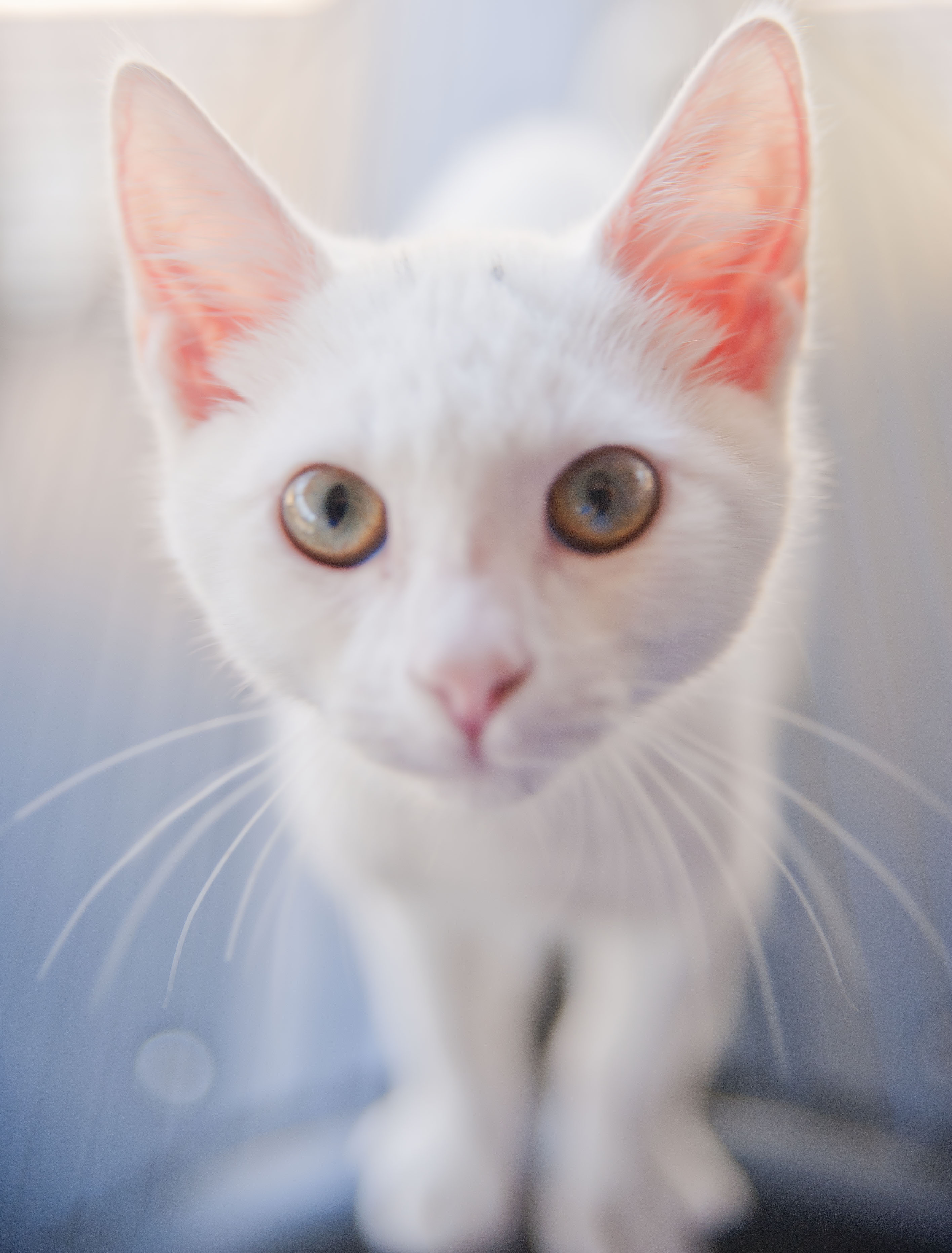 Moon ID11955 Tiny White Kitten - Female Domestic Short Hair Cat in VIC ...