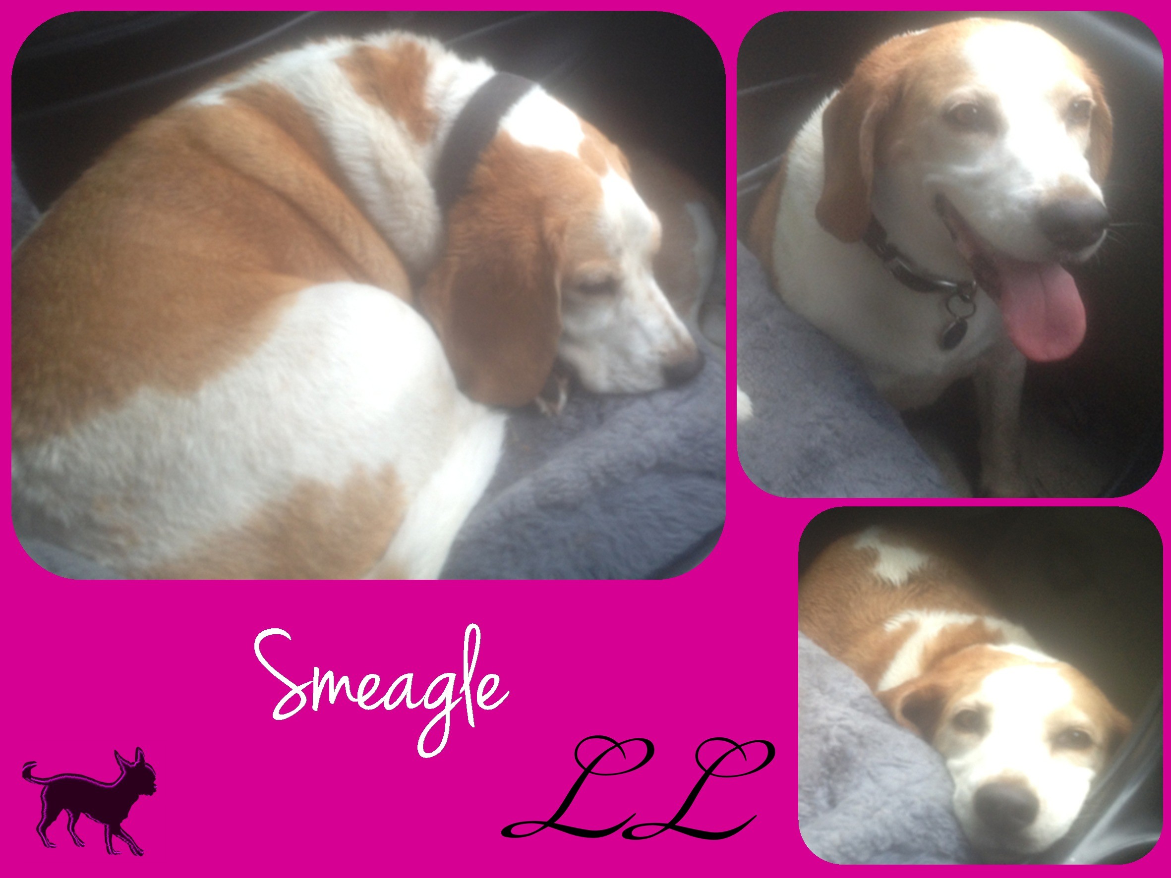 Smeagle - Medium Male Beagle Dog in QLD - PetRescue