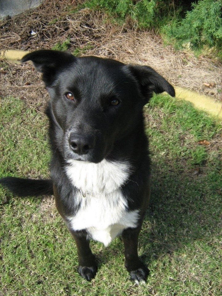 Sonny - Medium Male Border Collie x Rhodesian Ridgeback Mix Dog in WA ...