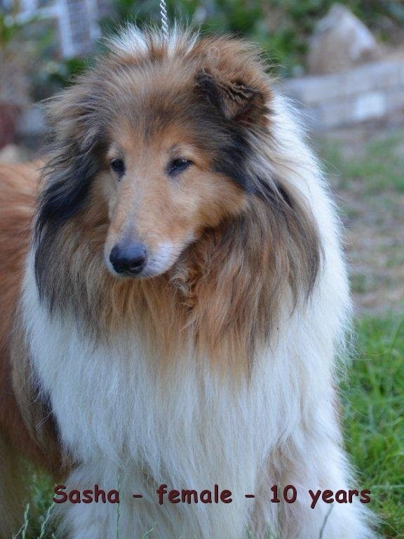 Sasha - Medium Female Collie Rough Dog in VIC - PetRescue