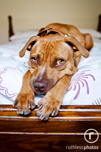 Jackson - Medium Male Mix Dog in NSW - PetRescue