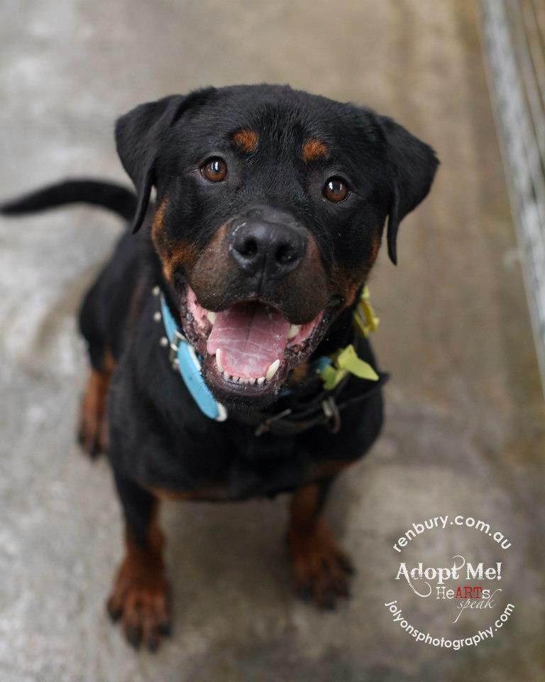 Caesar ** A Pure Bred Rottweiler ** - Large Male Rottweiler Dog in NSW ...