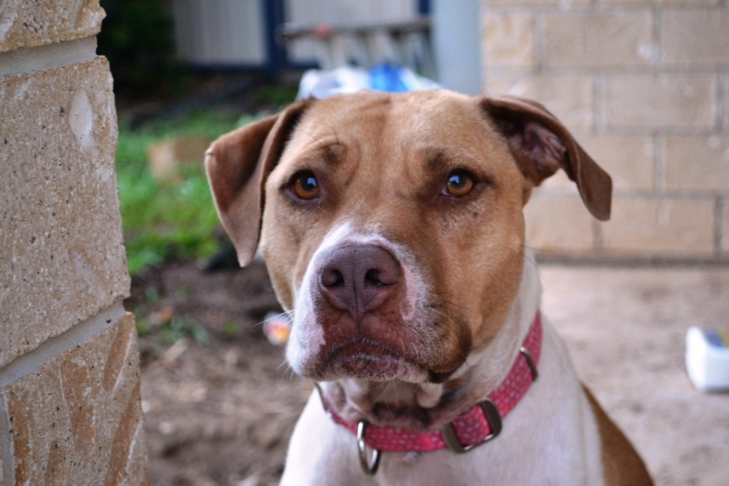 Karma - Medium Female Pointer x Staffy Mix Dog in QLD - PetRescue