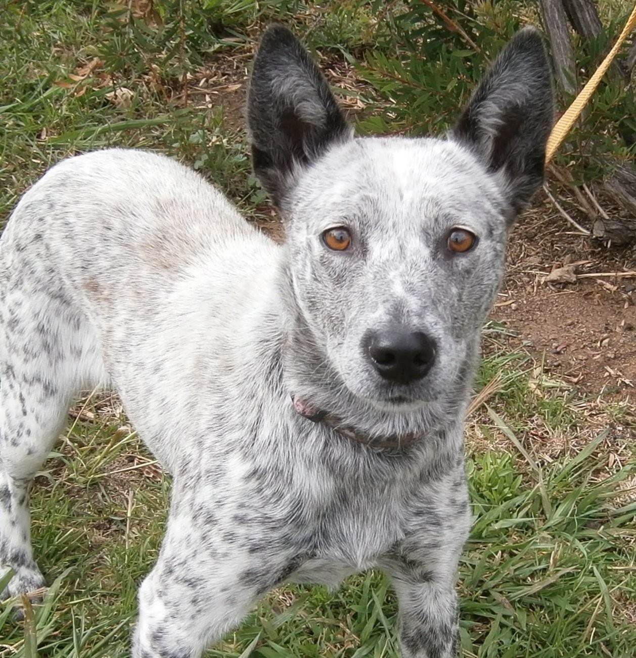 Frenchie - Medium Female Australian Cattledog Dog in ACT - PetRescue