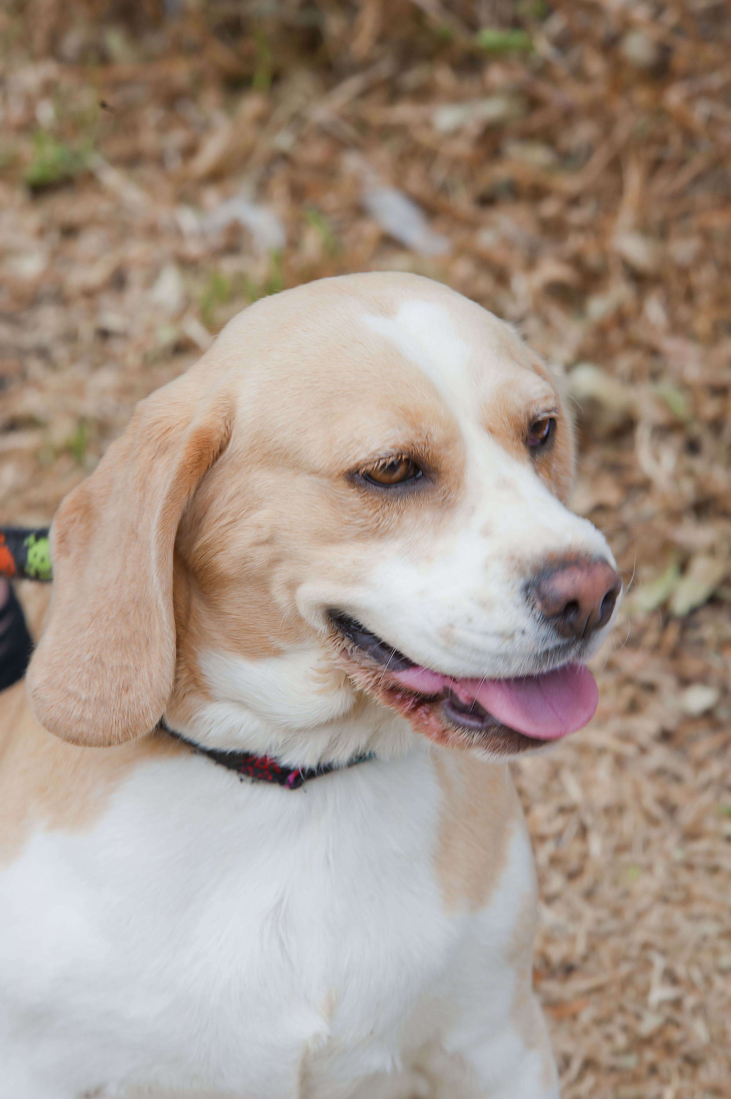 Lulu ID12489 A beautiful beige beagle. - Medium Female Beagle Dog in ...
