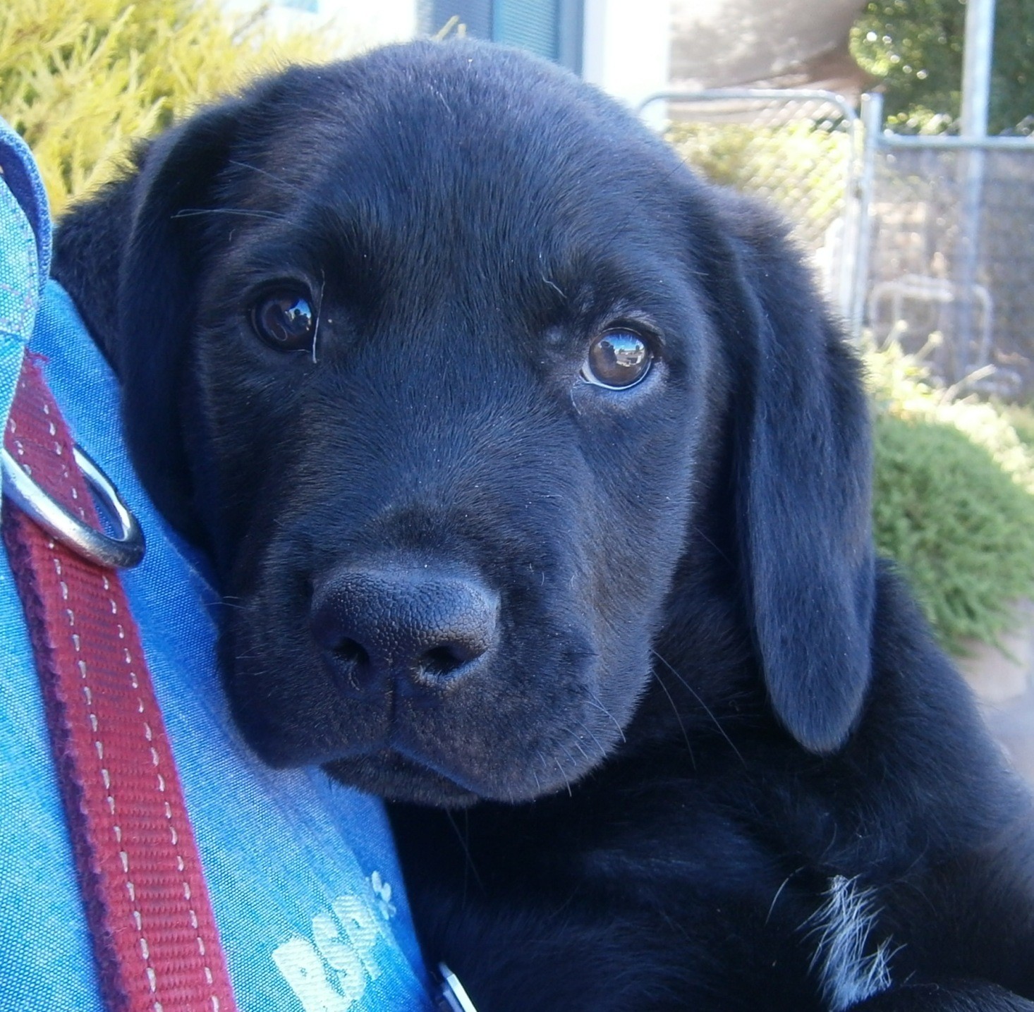 Sydney - Small Male Labrador Dog in ACT - PetRescue