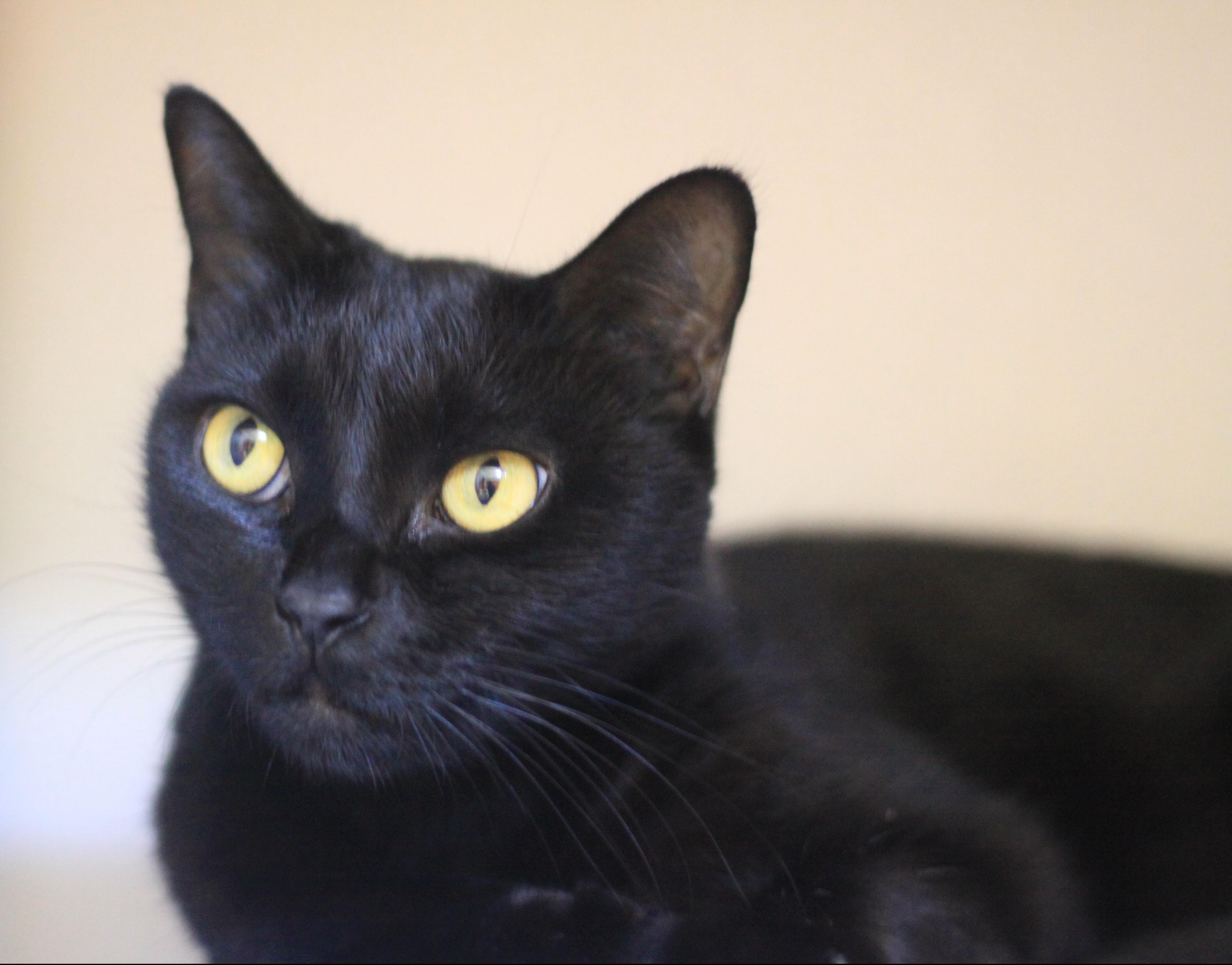 Thunder - Female Bombay x Domestic Short Hair Cat in QLD - PetRescue