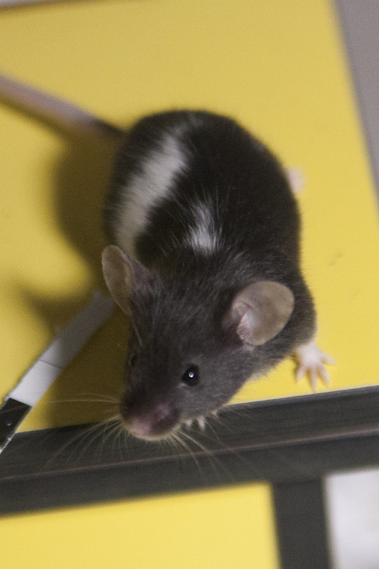 Rex - Male Mouse Rodent in QLD - PetRescue