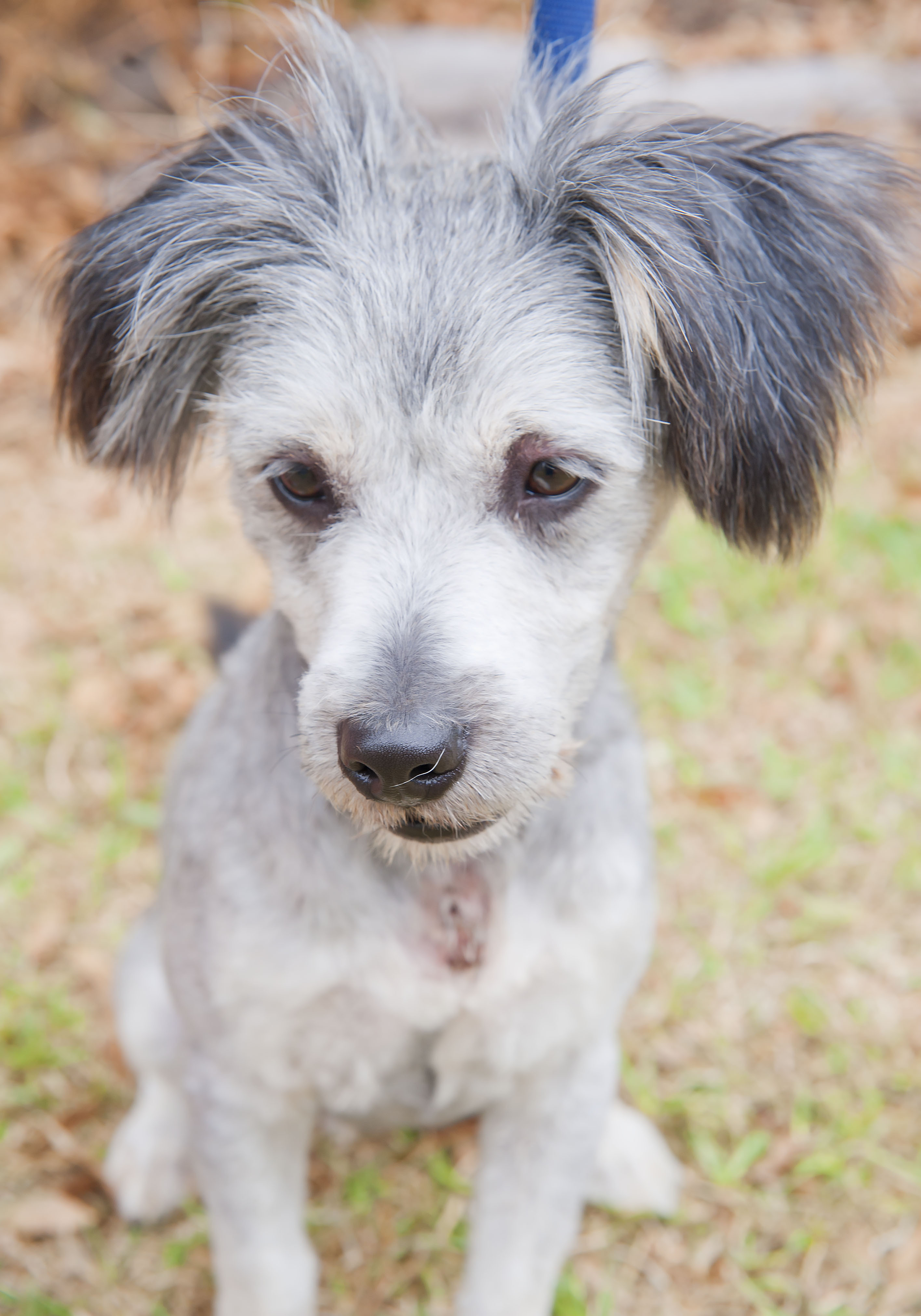 Oscar ID12510. Sweet little poodle X - Small Male Poodle x West ...